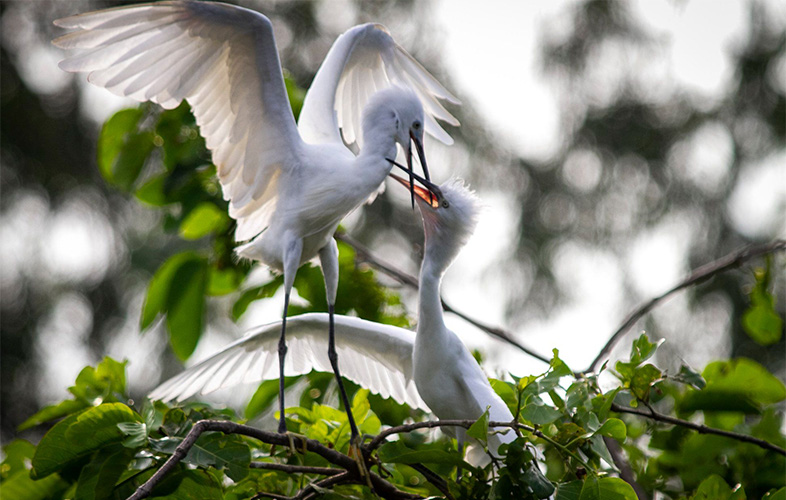10 POPULAR BIRD SANCTUARIES OF MEKONG DELTA - Asiana Link Travel